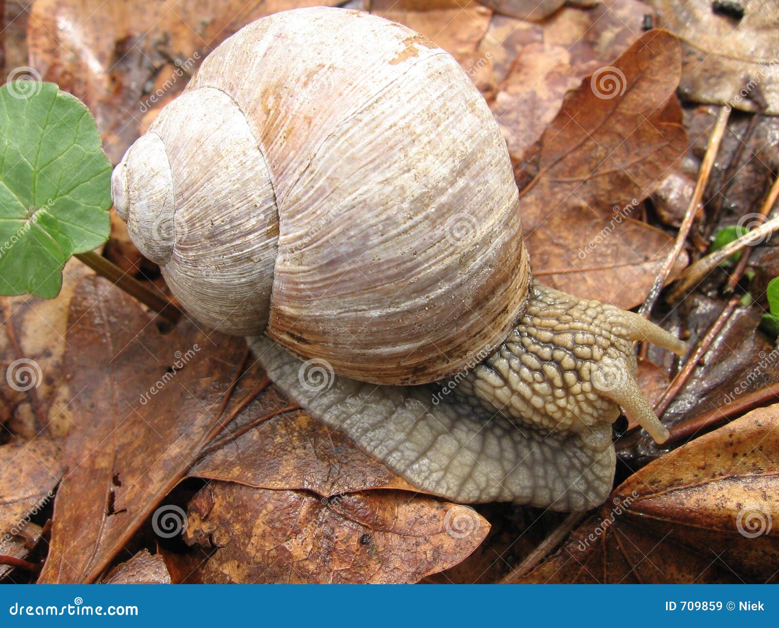 Snail stock image. Image of amphibians, animal, feeler - 709859