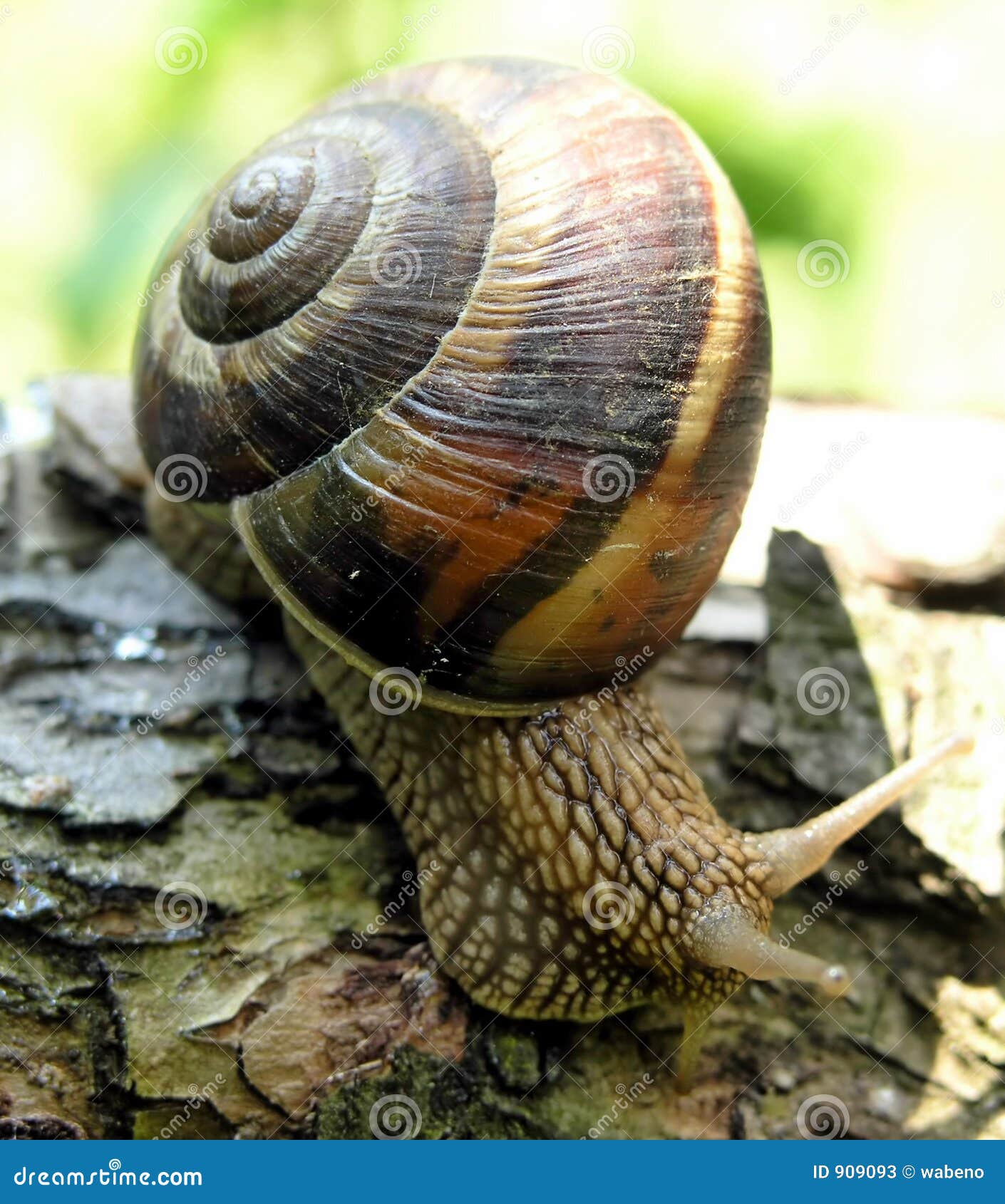 Snail stock image. Image of lines, body, horns, detail - 909093