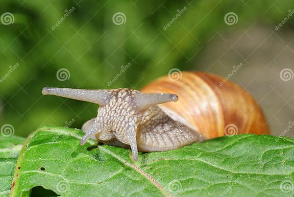 Snail stock photo. Image of snail, slimy, macro, nature - 9714882