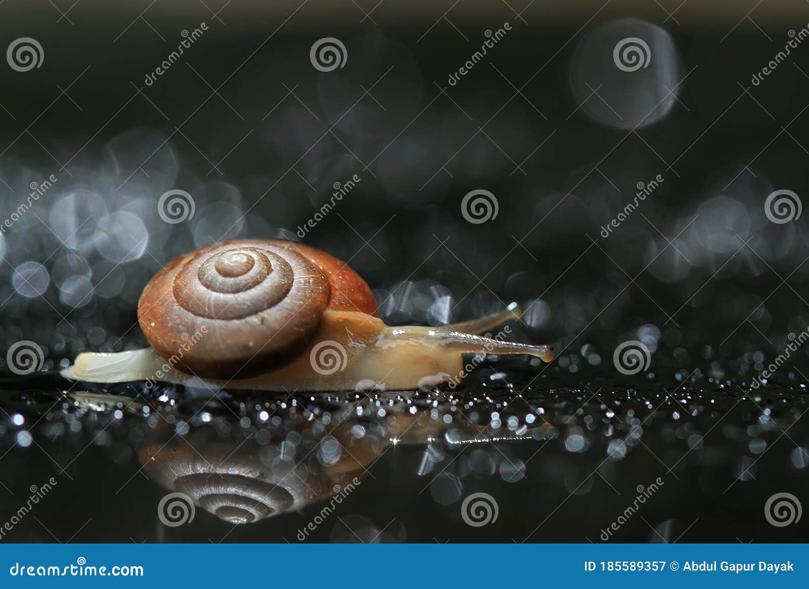 Mirror of Snail stock image. Image of walking, enjoyed - 185589357