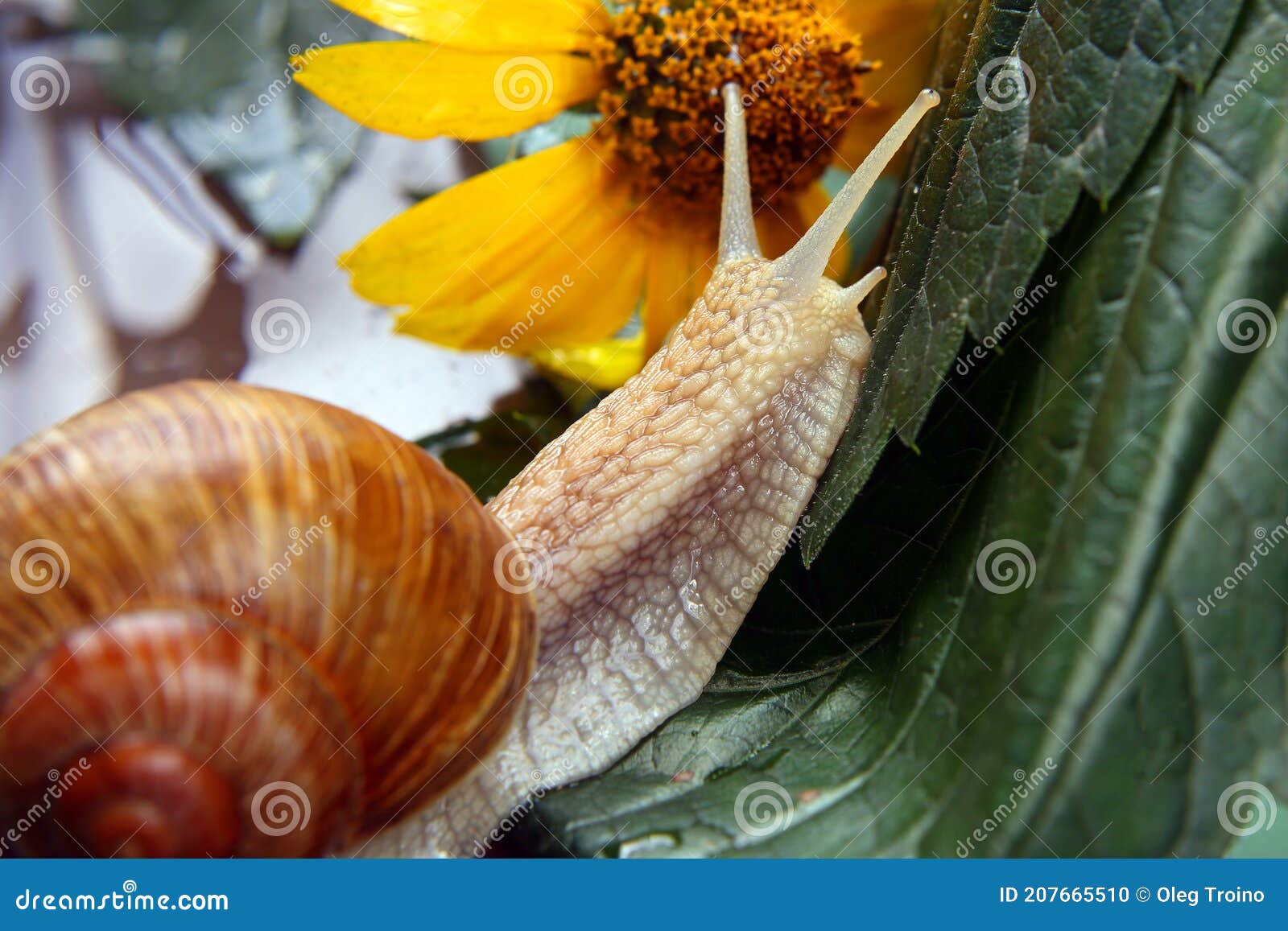 Snail is Actively Crawling in Nature. Mollusc and Invertebrate Stock ...