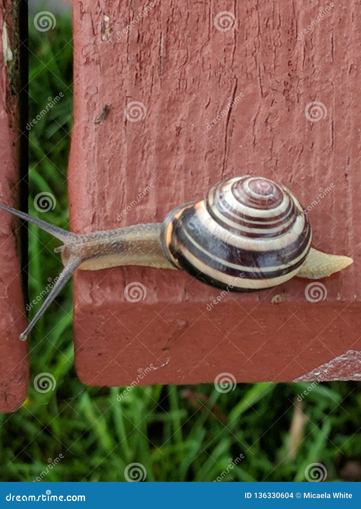 Snail Adventure stock photo. Image of snail, spiral - 136330604