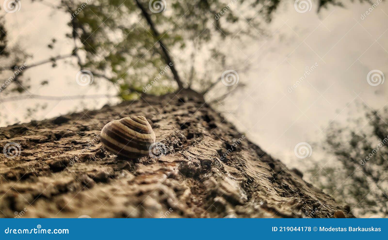 Snail Adventure on the Wood. Long Way Stock Photo - Image of long ...