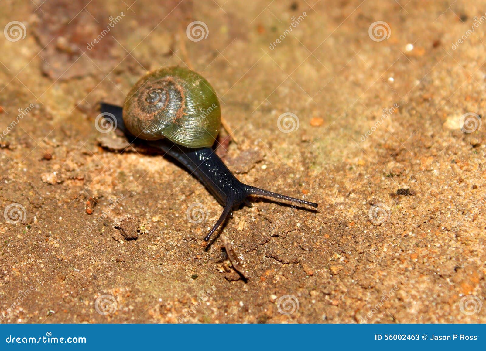 Snail in Alabama stock image. Image of mollusc, ugly - 56002463
