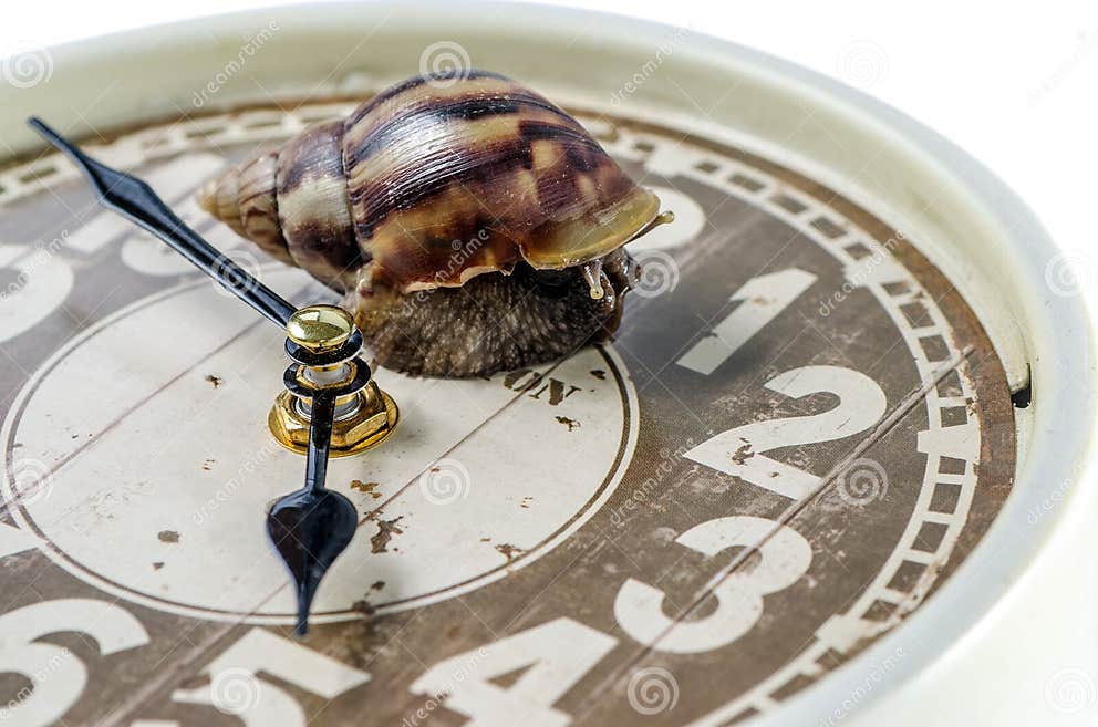 Snail on an Alarm Clock, Time Concept.Clipping Path Stock Photo - Image ...
