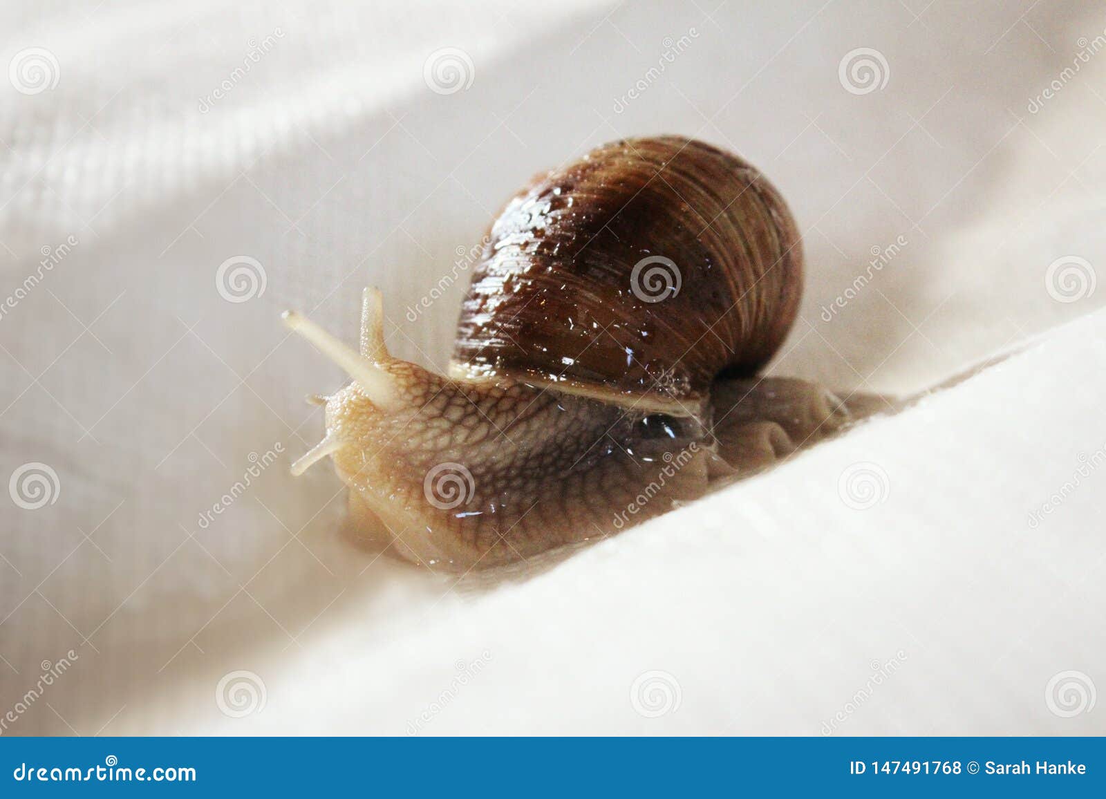 Snail stock photo. Image of withebackground, slime, snail - 147491768