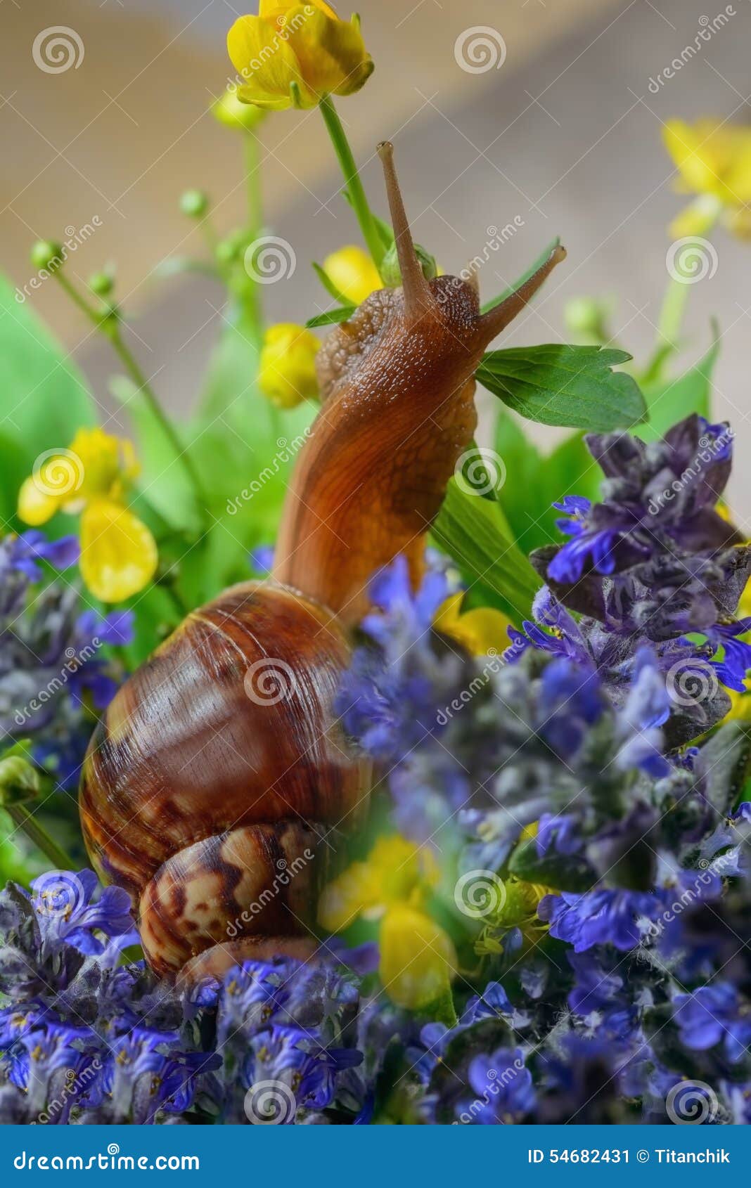 Snail, Animals, Macro, Bokeh, Insect, Nature, Stock Photo ...