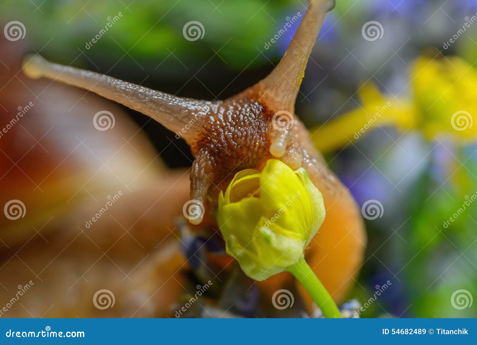 Snail animals stock image. Image of crawling, nature - 54682489