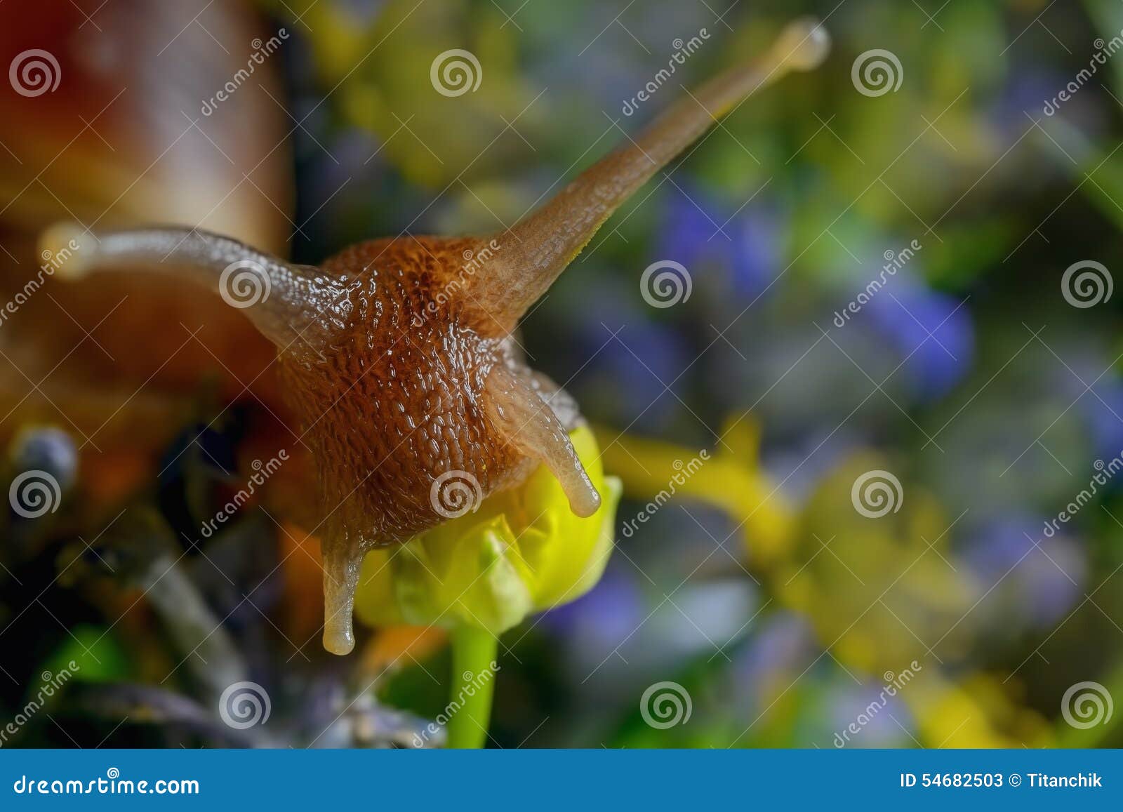 Snail, Animals, Macro, Bokeh, Insect, Nature, Stock Photo ...