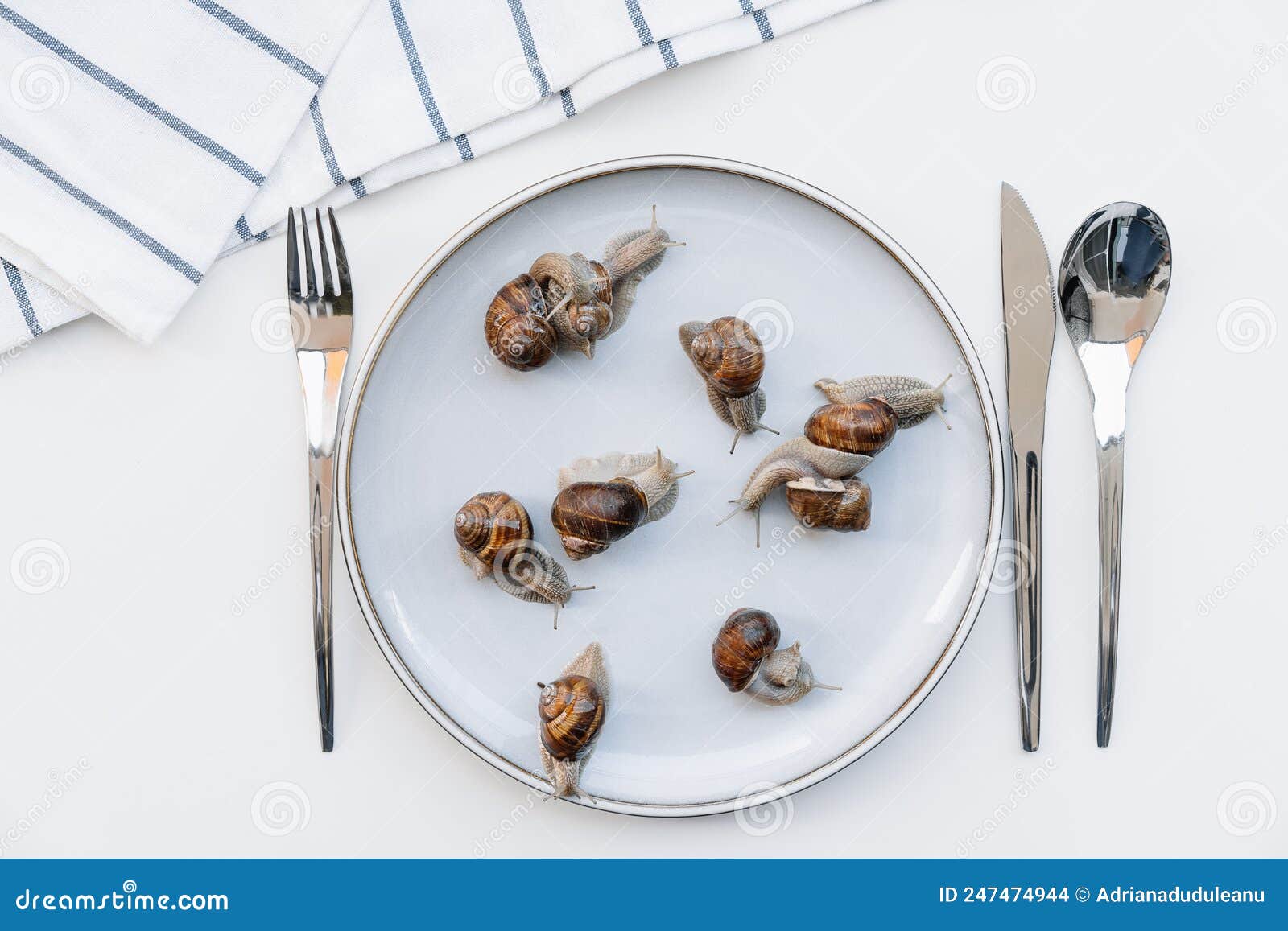 Alive snails in plate stock photo. Image of snail, abstract - 247474944