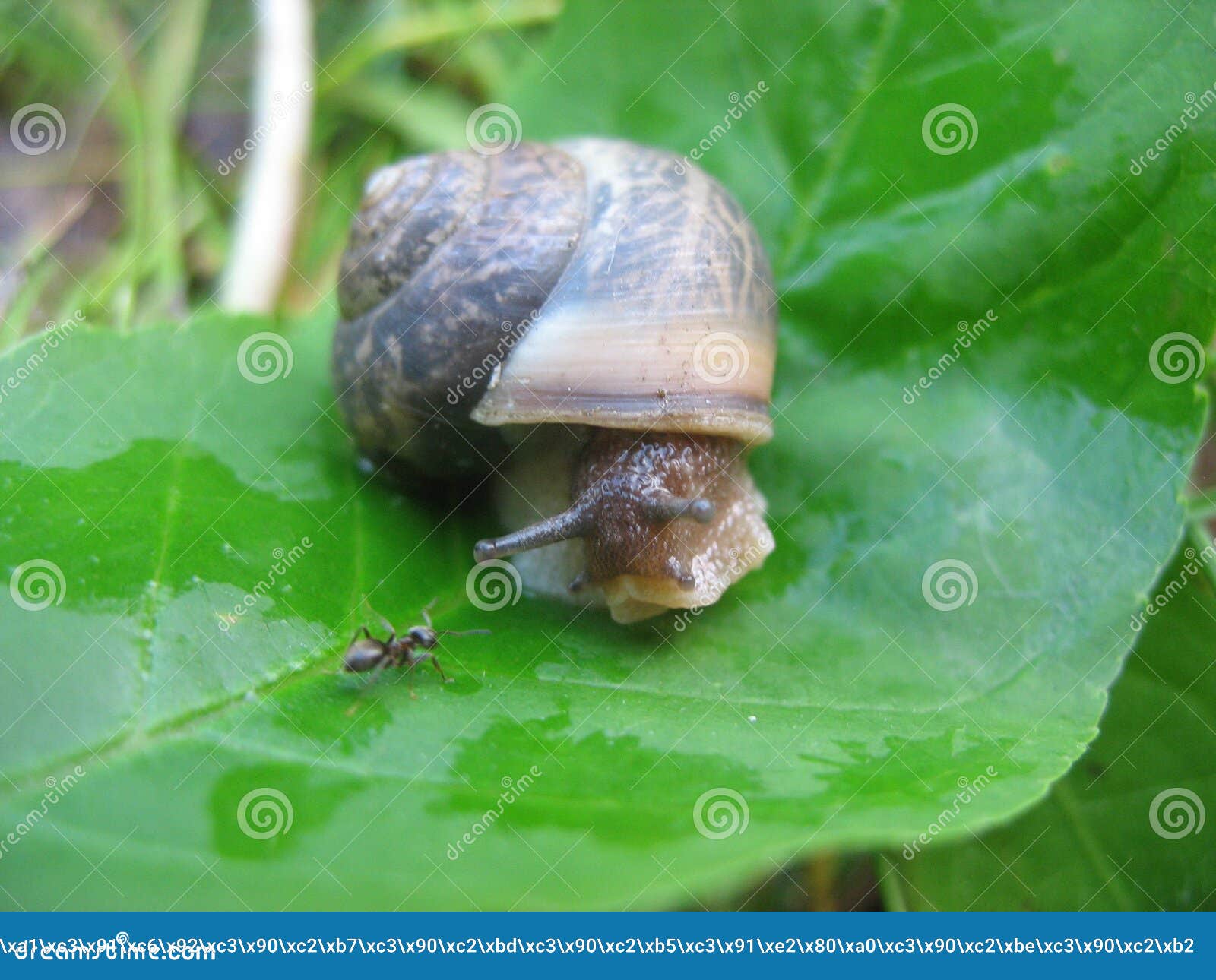 Snail with ant stock photo. Image of ð¼ñƒñ€ð°ð²ñœñ‘ð¼ - 248368628