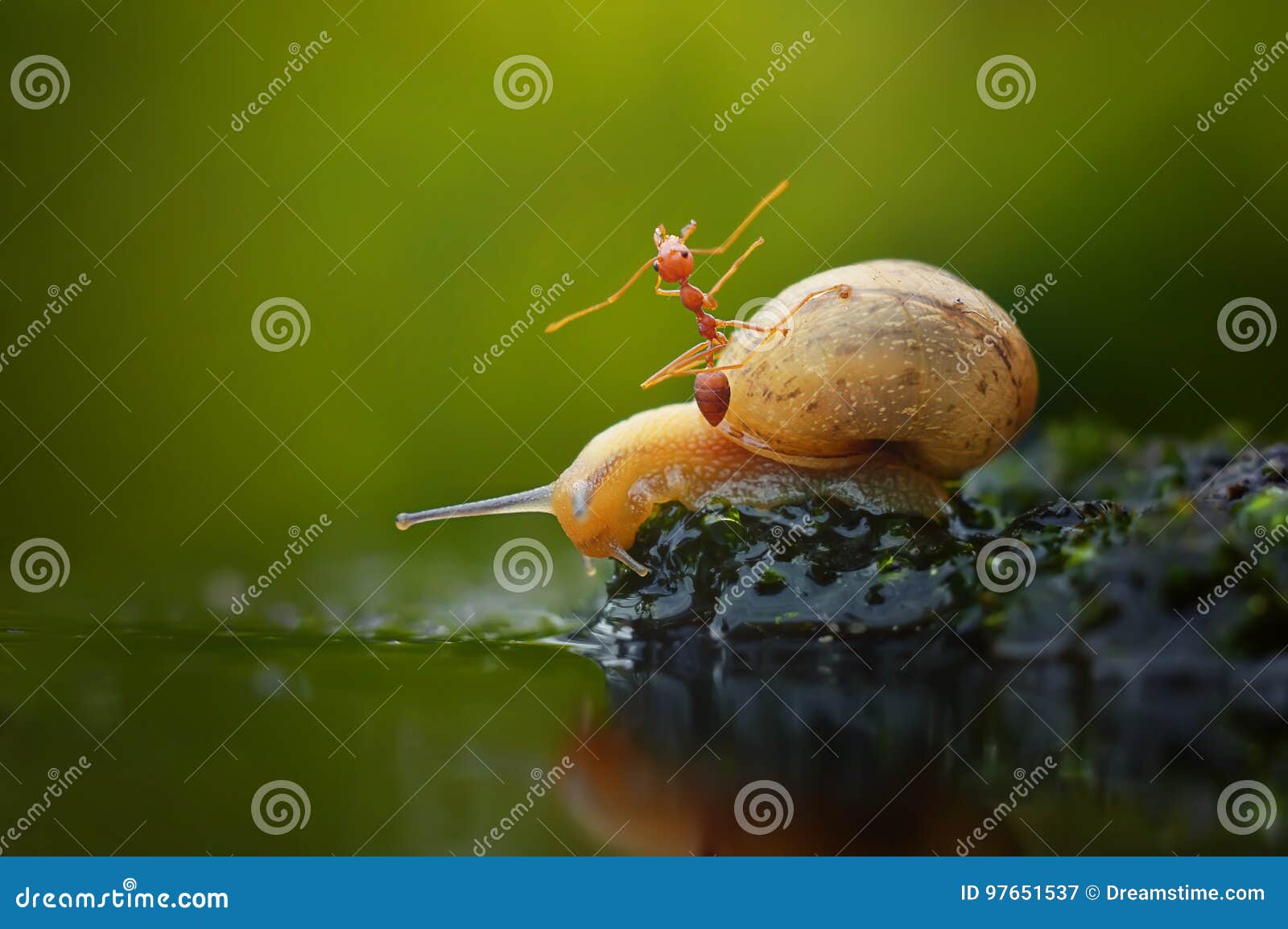 Snail and ant stock image. Image of snail, frame, nature - 97651537