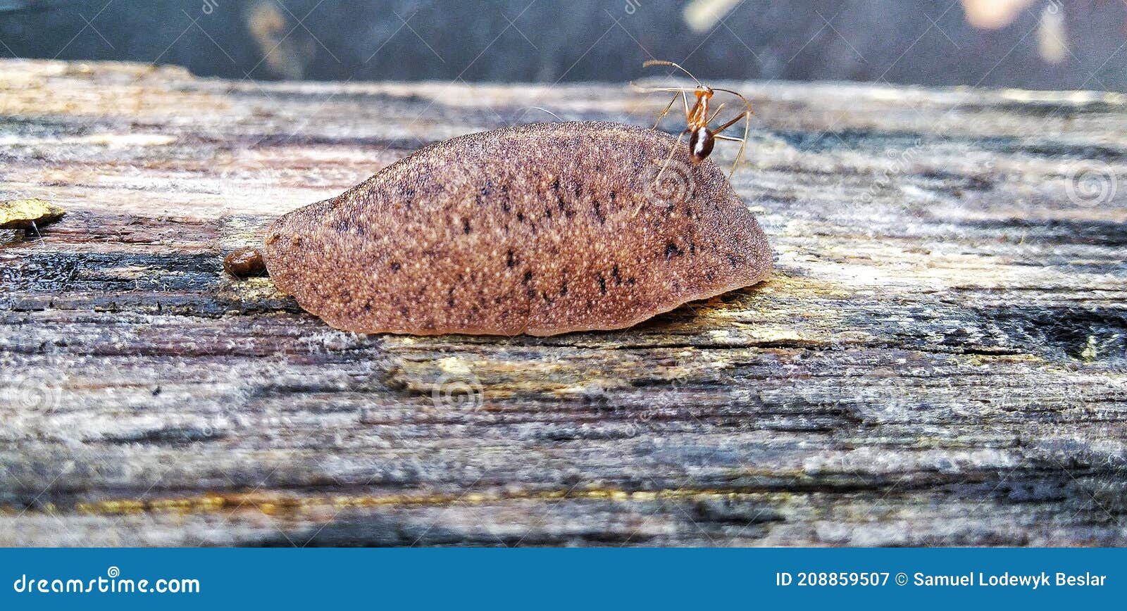 Snail and ant stock image. Image of leaf, animal, anda - 208859507