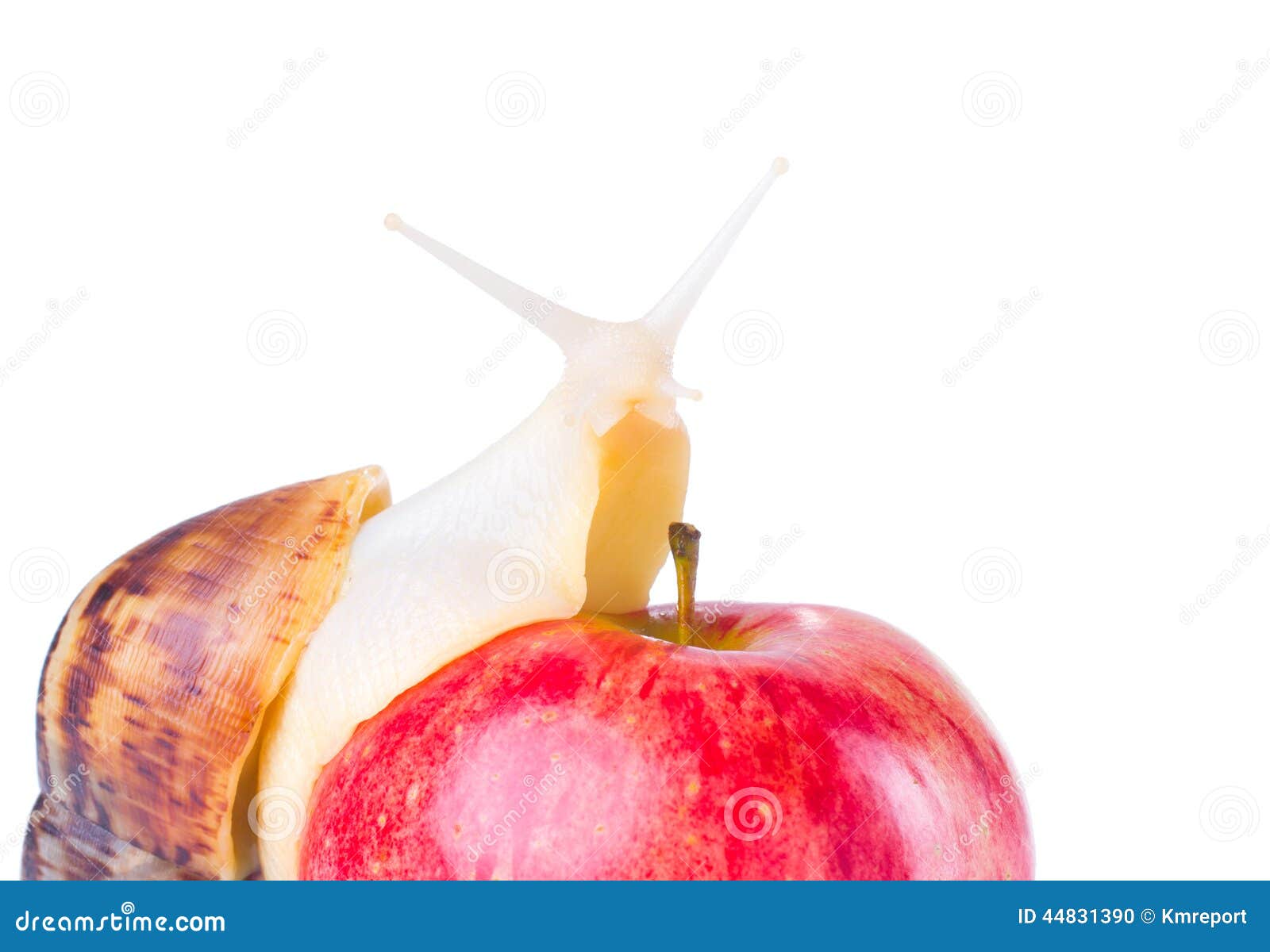 Snail and apple stock photo. Image of curiosity, organic - 44831390