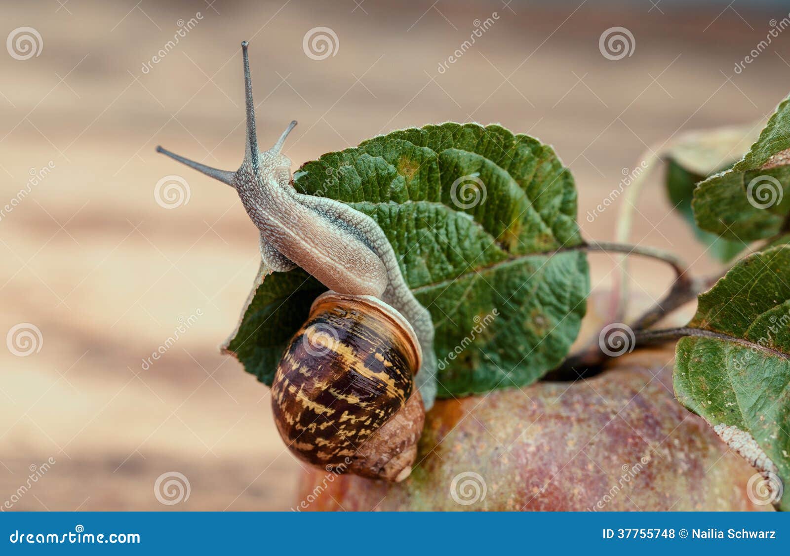 Snail on Apple stock photo. Image of apple, helix, shell - 37755748