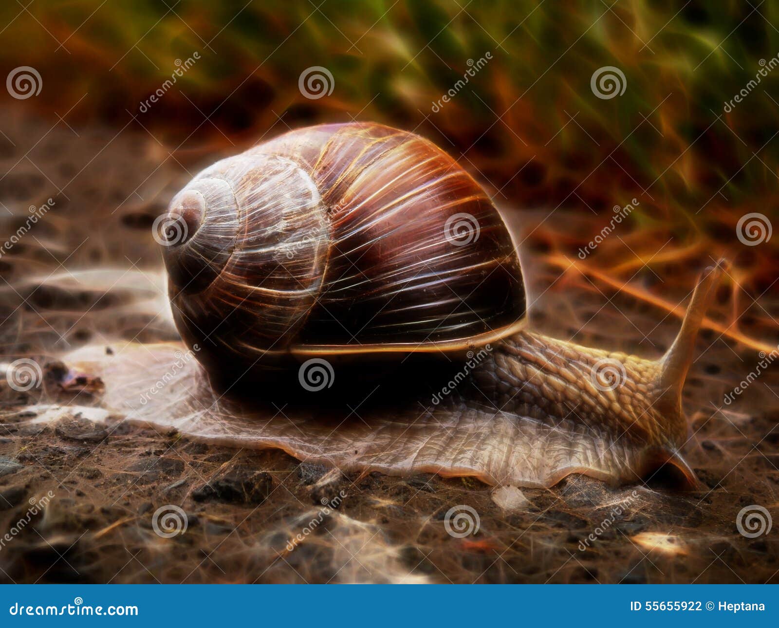 Snail Art stock photo. Image of shell, snail, dragger - 55655922