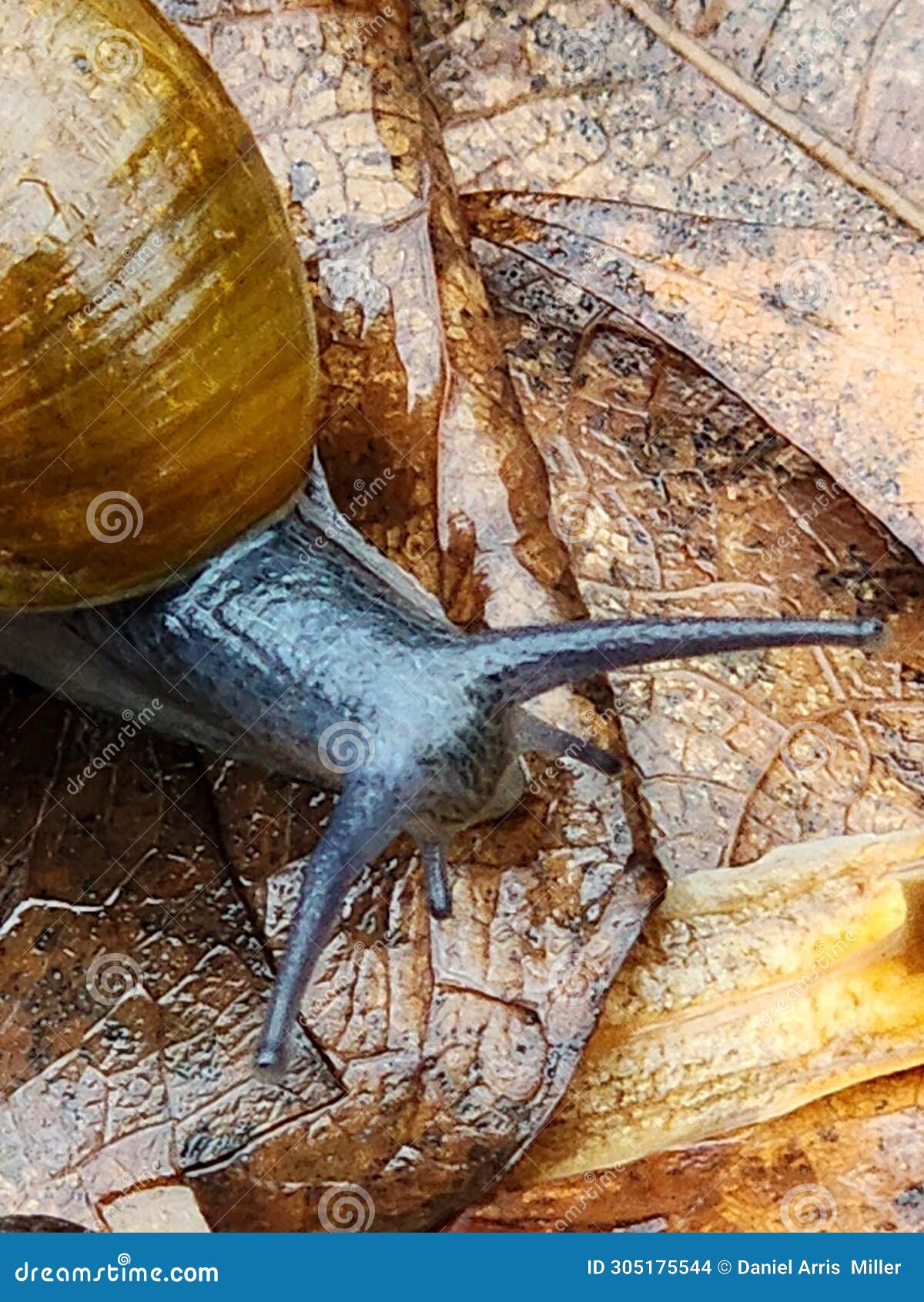 Snail Art Nature Abstract Forest Scene Stock Photo - Image of scene ...