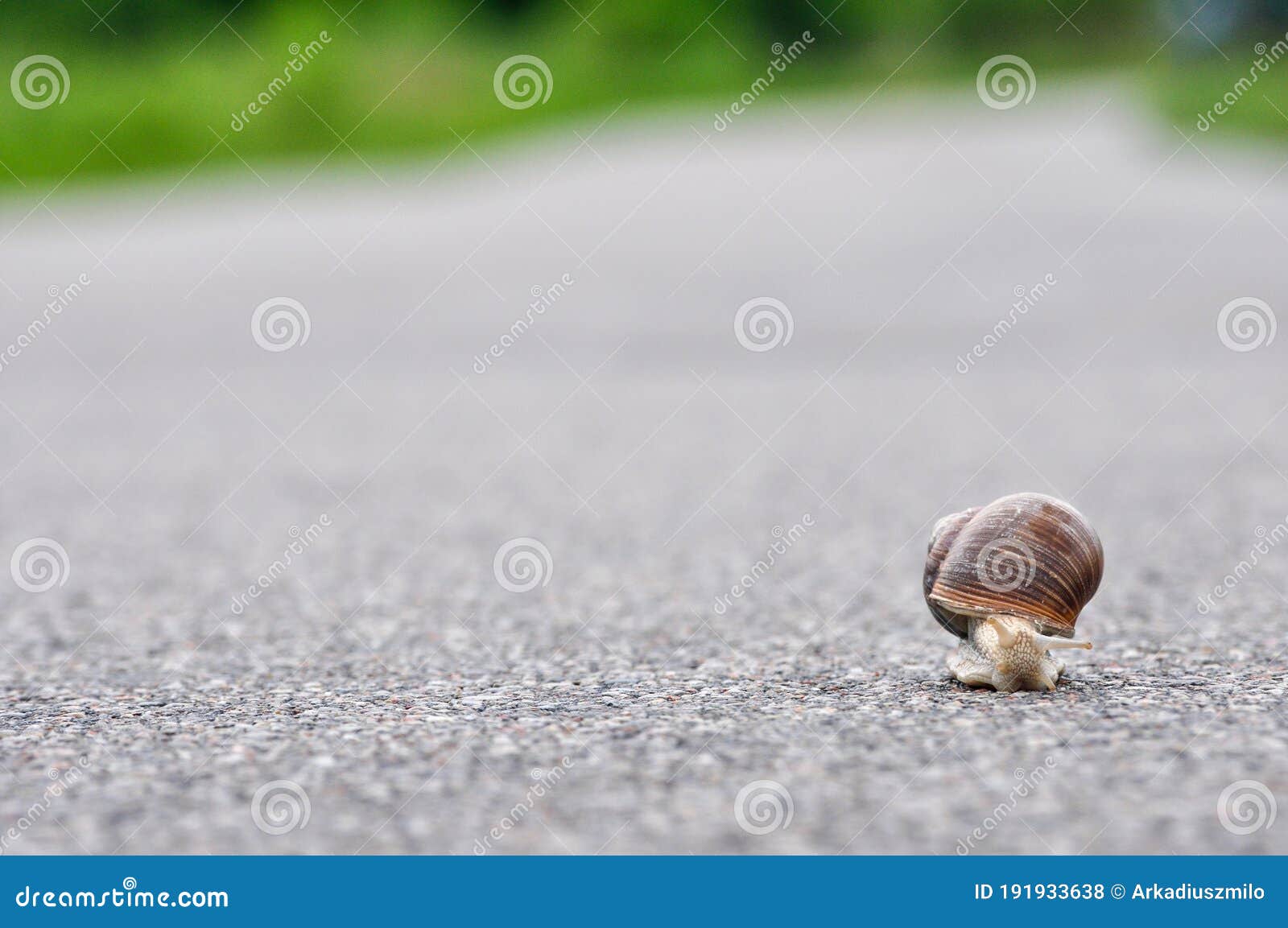 Snail on the Asphalt Road Directed Towards the Observer Stock Photo ...