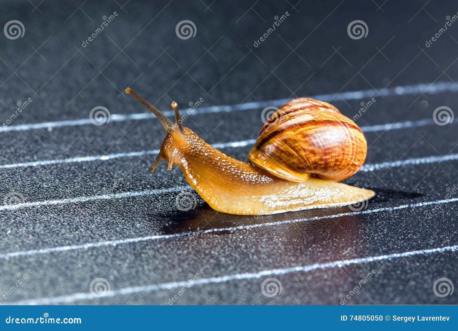 Snail on the Athletic Track Stock Photo - Image of activity, olympiad ...