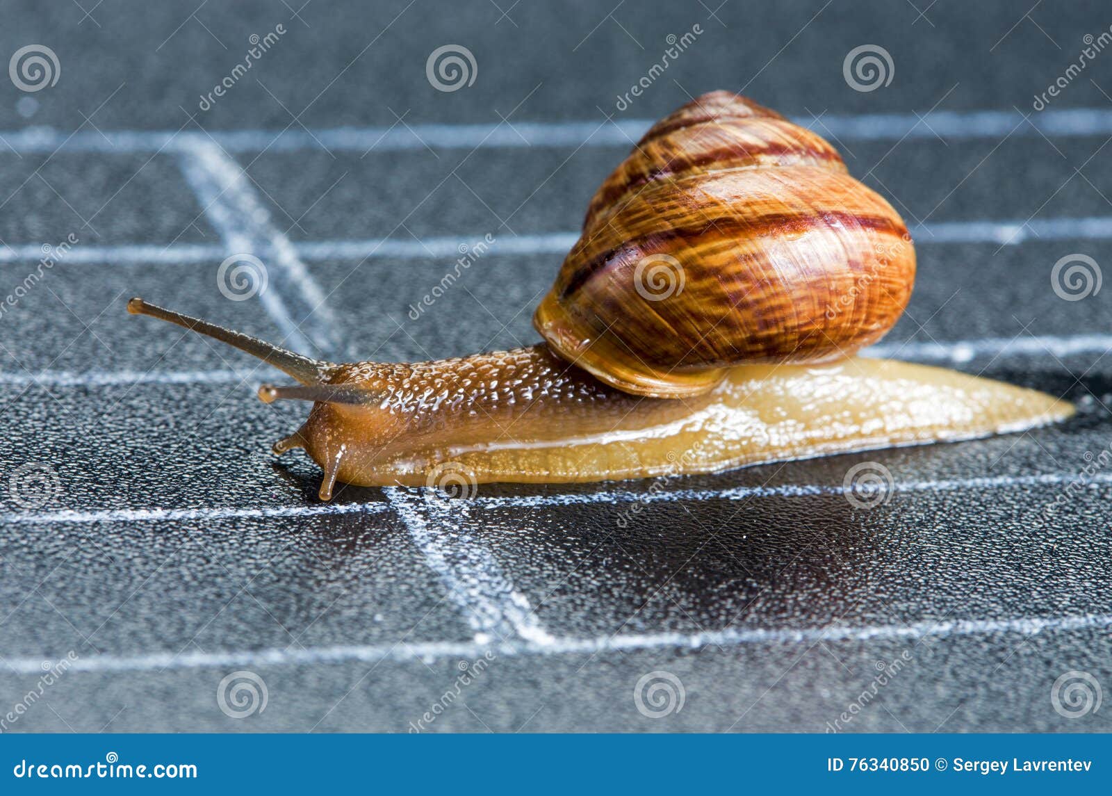 Snail on the Athletic Track Stock Photo - Image of competition ...