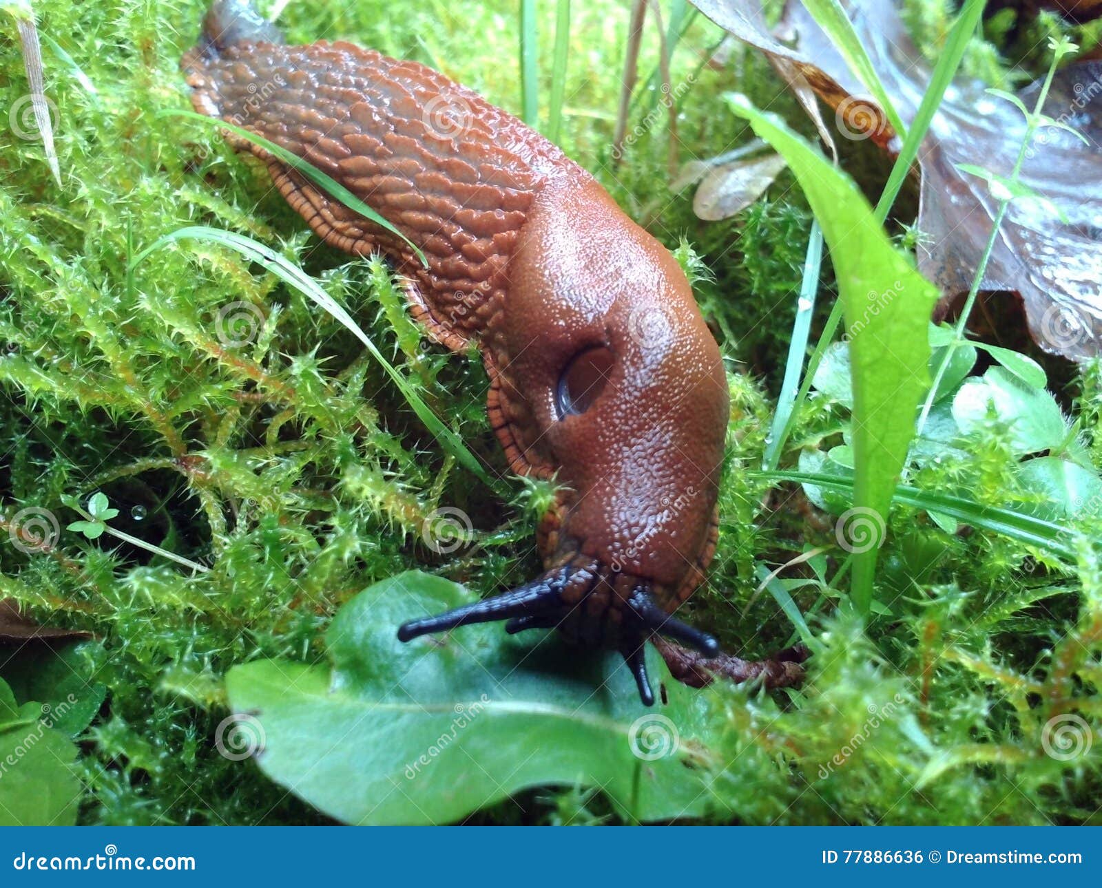 Green Microforest Stock Photos - Free & Royalty-Free Stock Photos from ...