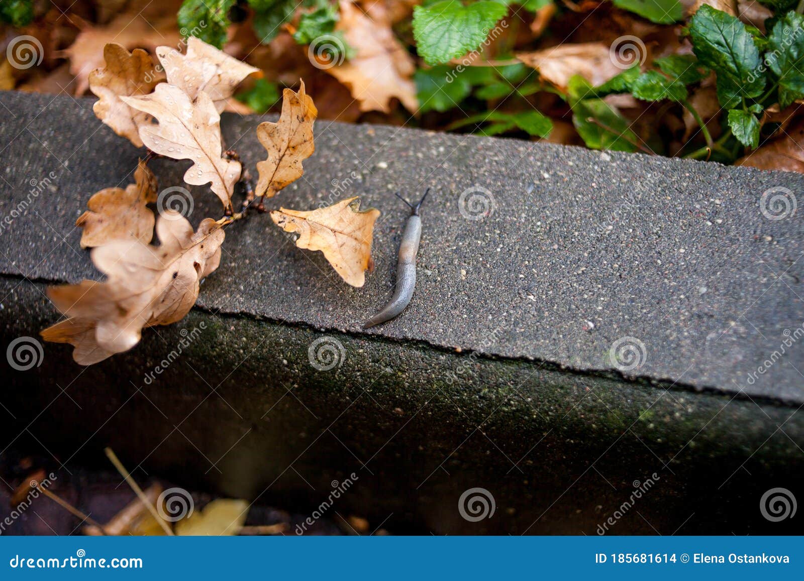 Snail on autumn leaves stock photo. Image of garden - 185681614