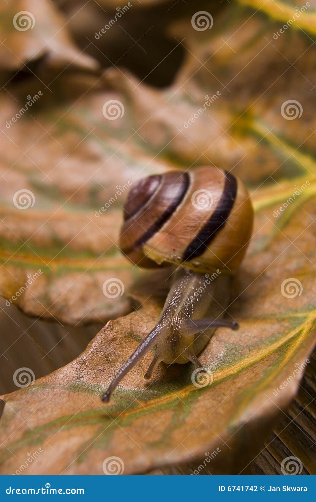 Snail on autumn leaves stock photo. Image of garden, season - 6741742