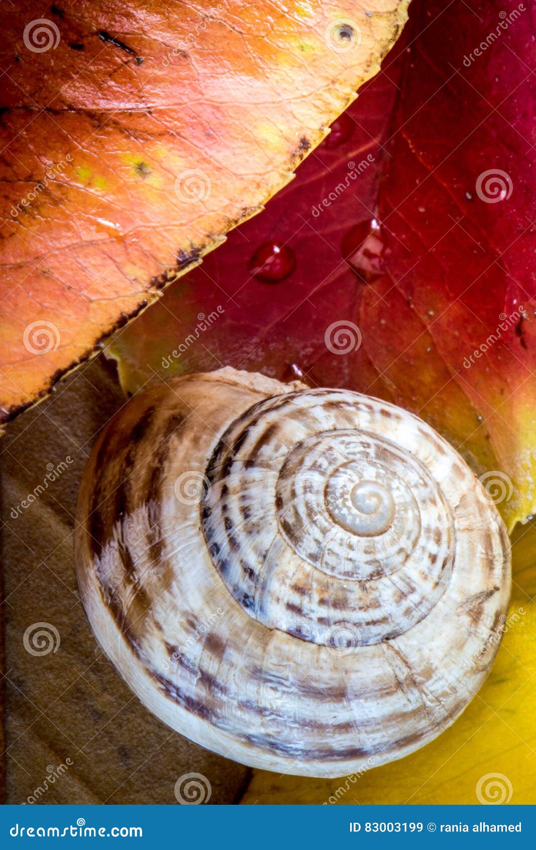 Snail on the Autumn leaves stock image. Image of autumn - 83003199