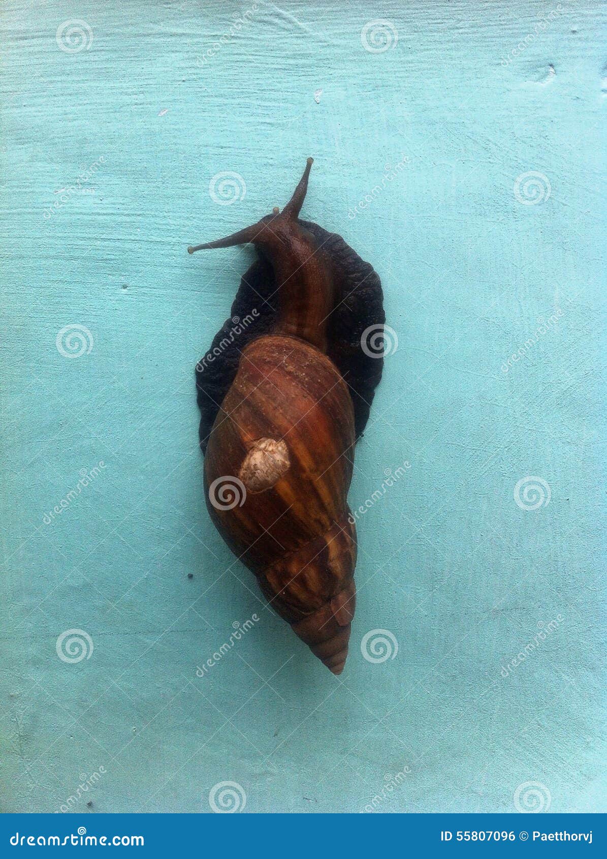 Snail back stock photo. Image of back, snail, nature - 55807096