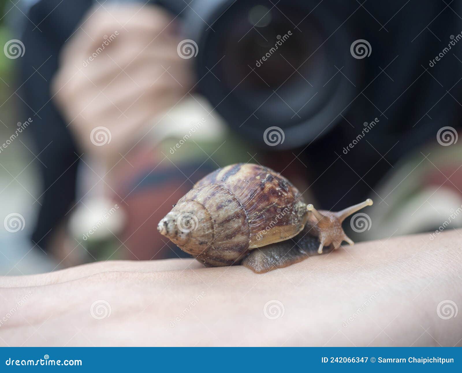 A Snail on Back of the Hand with Bulr Background Stock Image - Image of ...