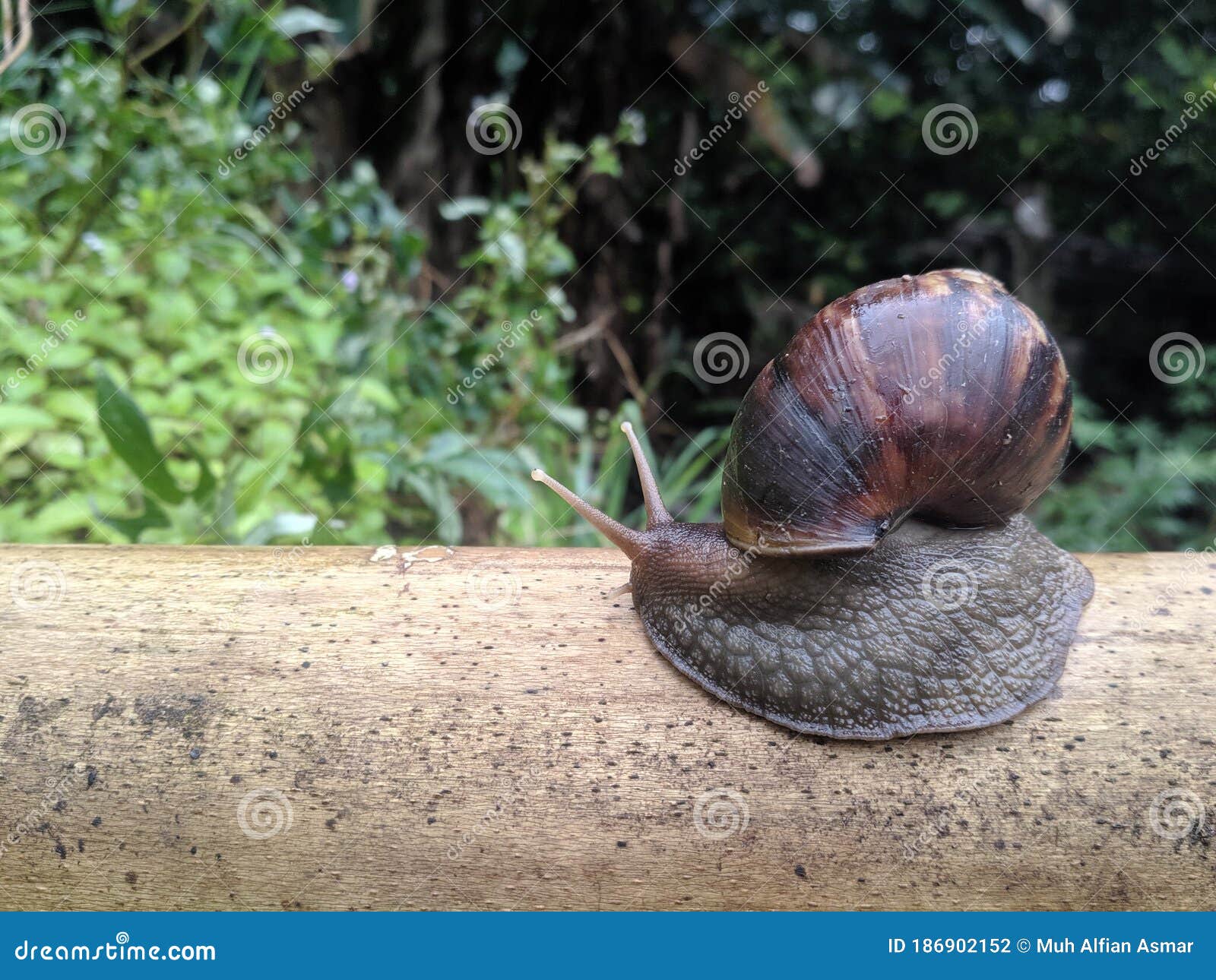Snail on a bamboo stock photo. Image of grass, wildlife - 186902152