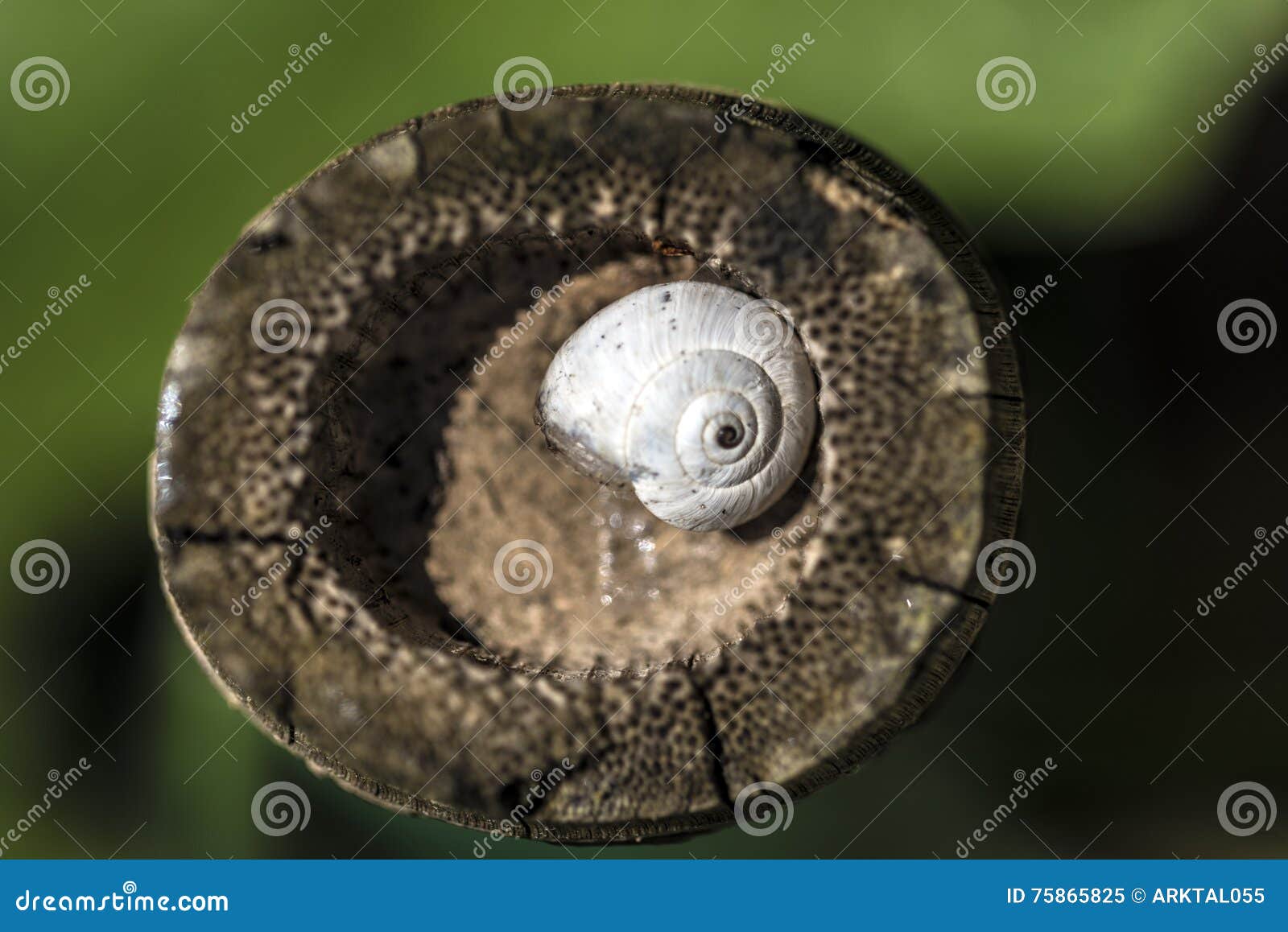 Snail on a bamboo cane stock image. Image of beauty, piece - 75865825