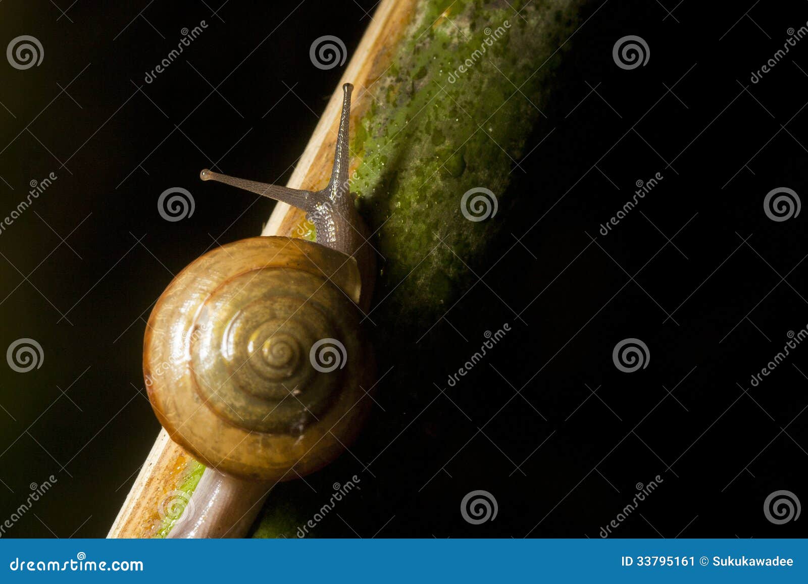 Snail on bamboo stock image. Image of antennae, creature - 33795161