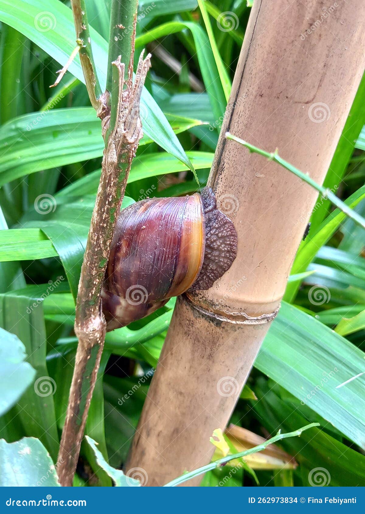 A snail at bamboo tree stock photo. Image of slimy, jungle - 262973834
