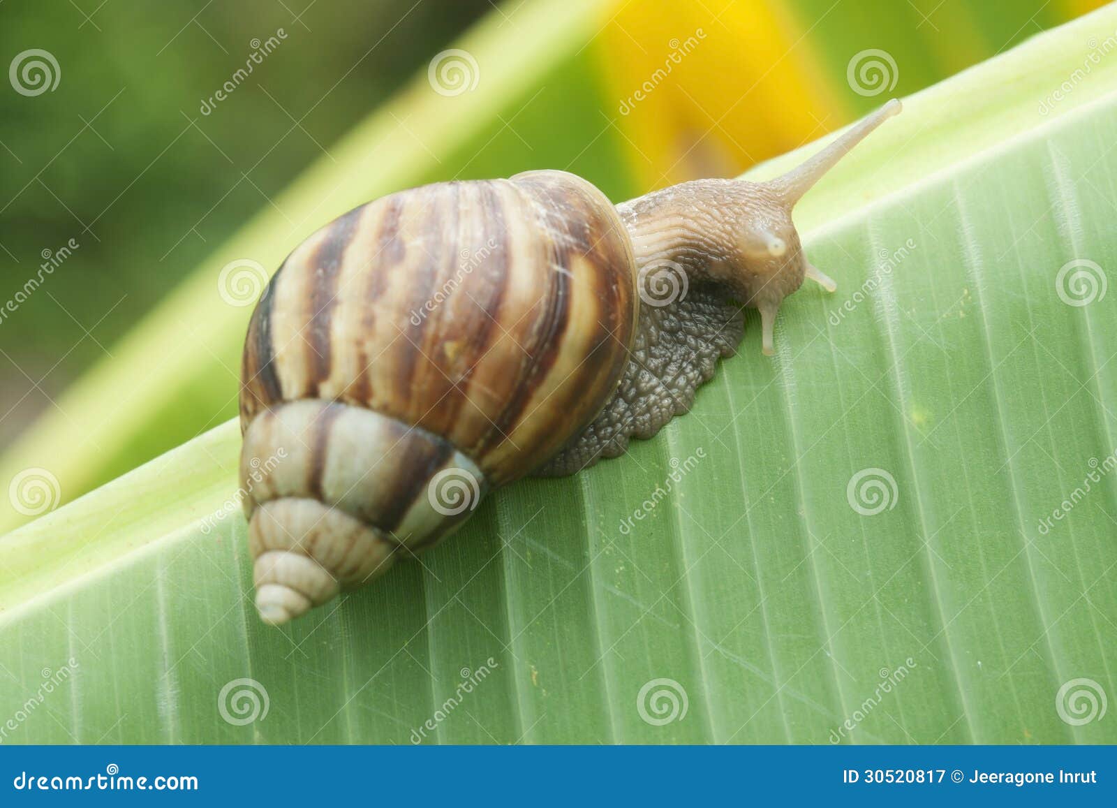 Snail on banana leaf stock image. Image of leaf, soft - 30520817