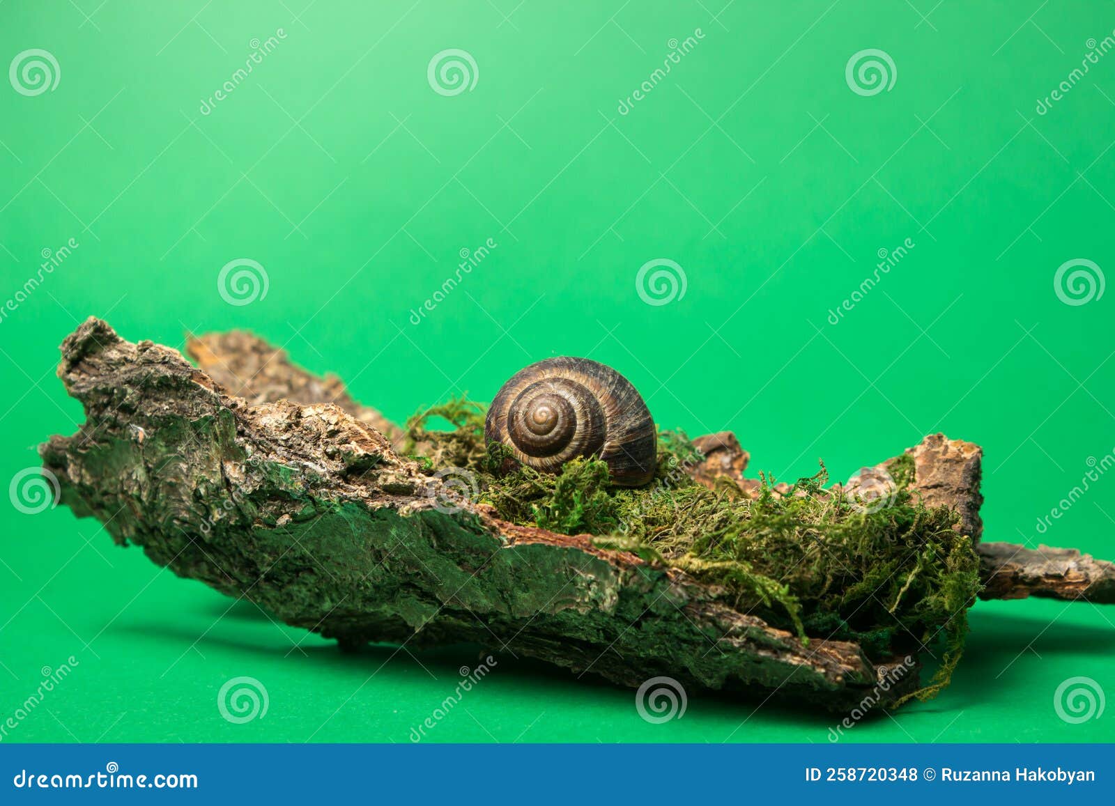 Snail on the Bark of a Tree on a Green Background Stock Photo - Image ...