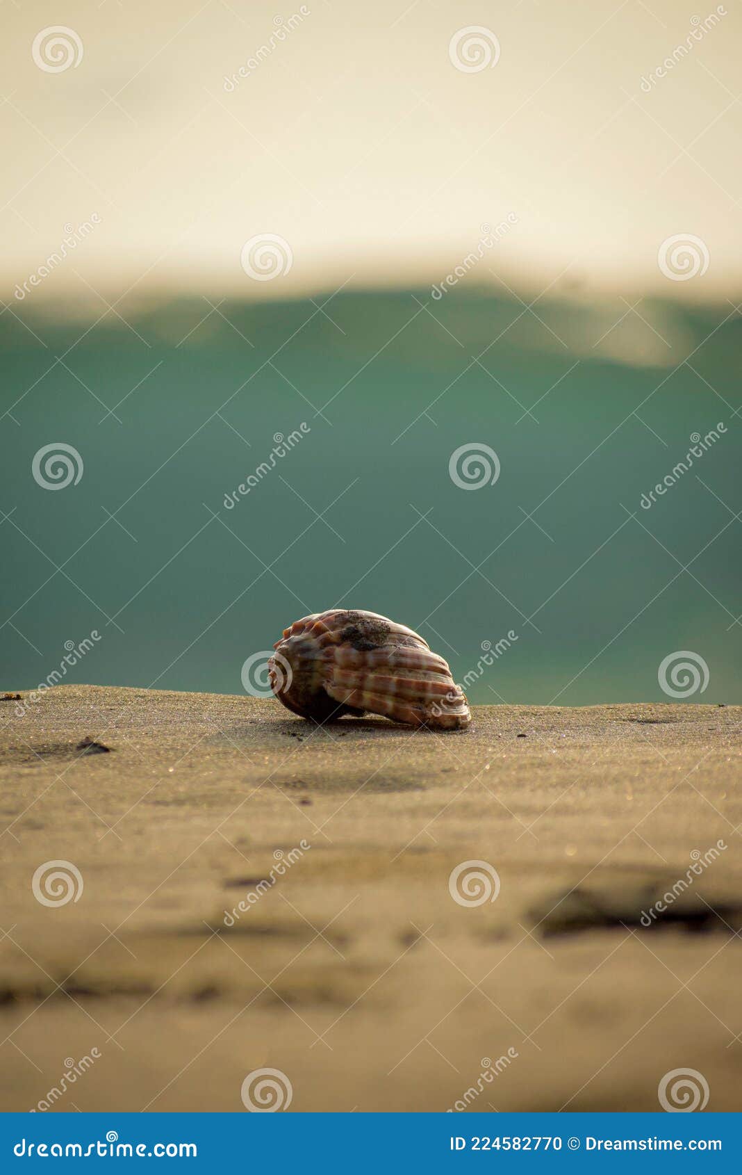 Snail, in the Beach with Big Wave, and Beautiful Sunrise Stock Photo ...