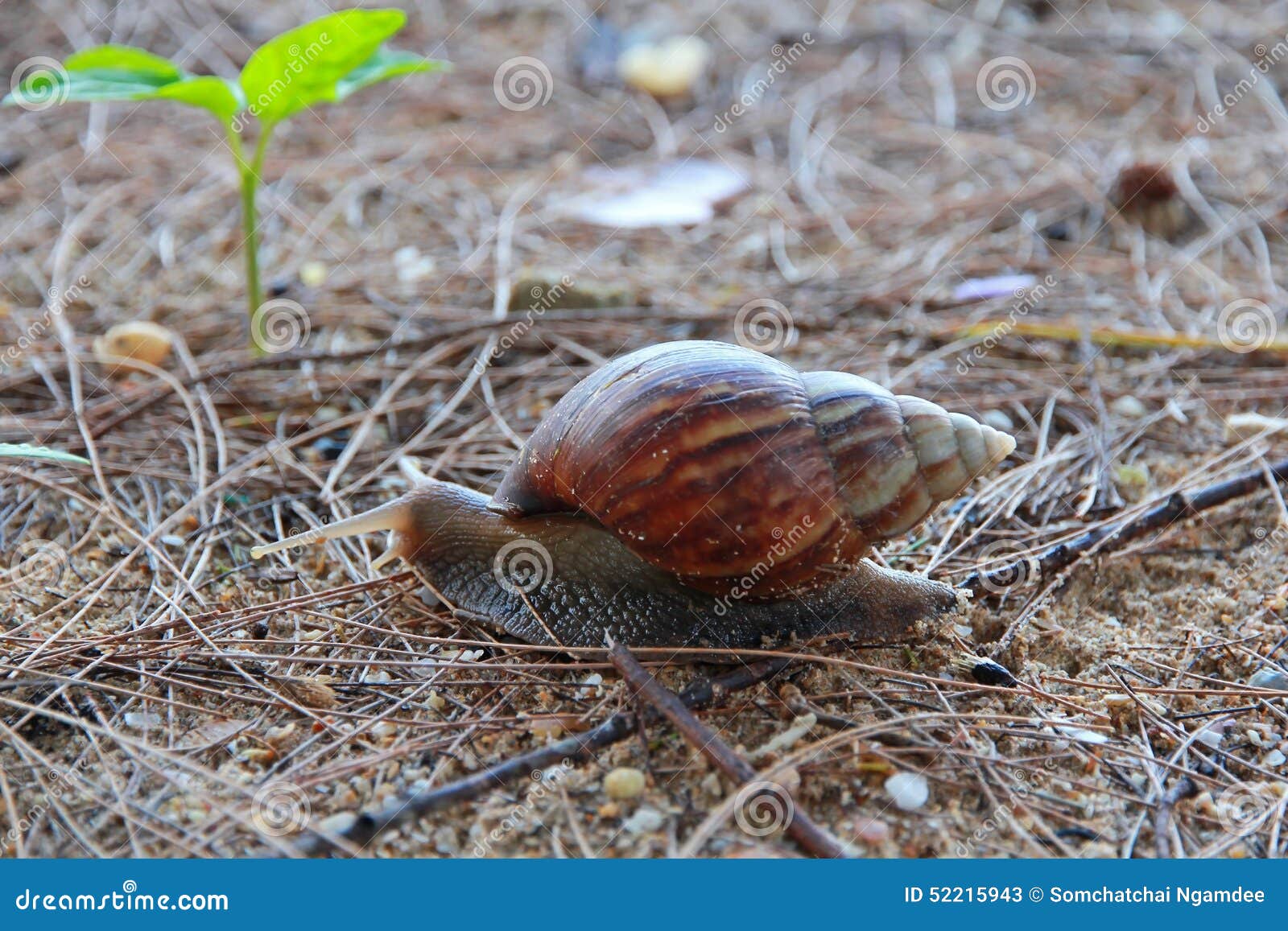 Snail on the Beach stock image. Image of morning, nature - 52215943