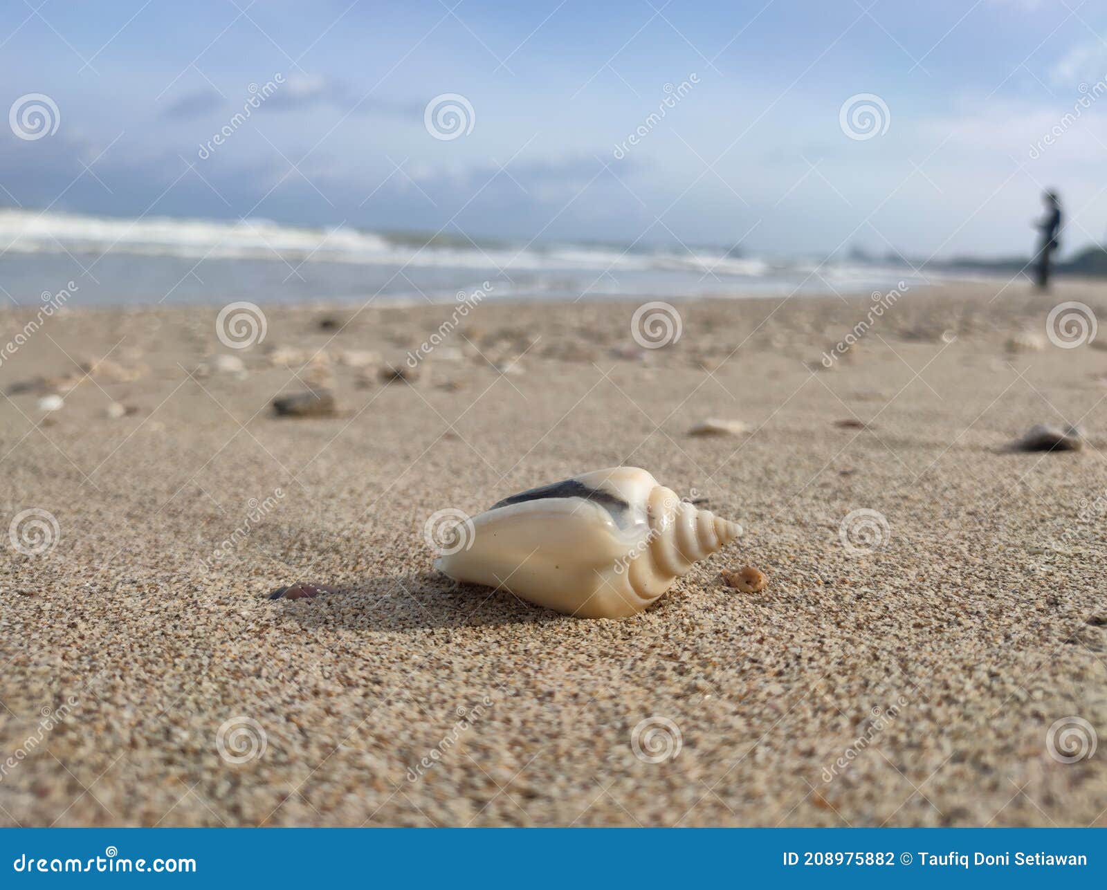 Snail at the beach stock photo. Image of sand, beach - 208975882