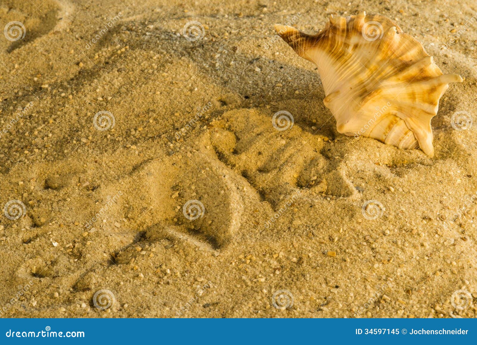 Snail at a beach stock image. Image of seashore, seashell - 34597145