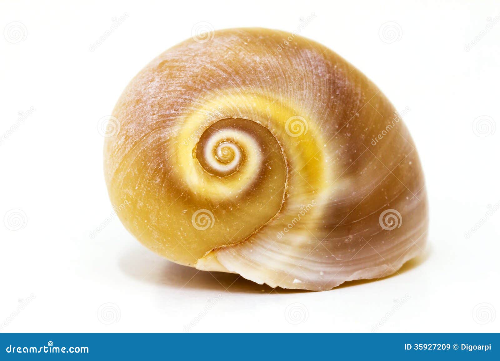 Snail stock image. Image of marine, armor, mollusca, nature - 35927209