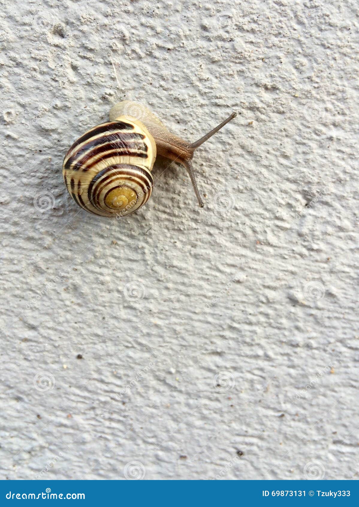 Snail with Beautiful Pattern on Its Shell Stock Image - Image of garden ...