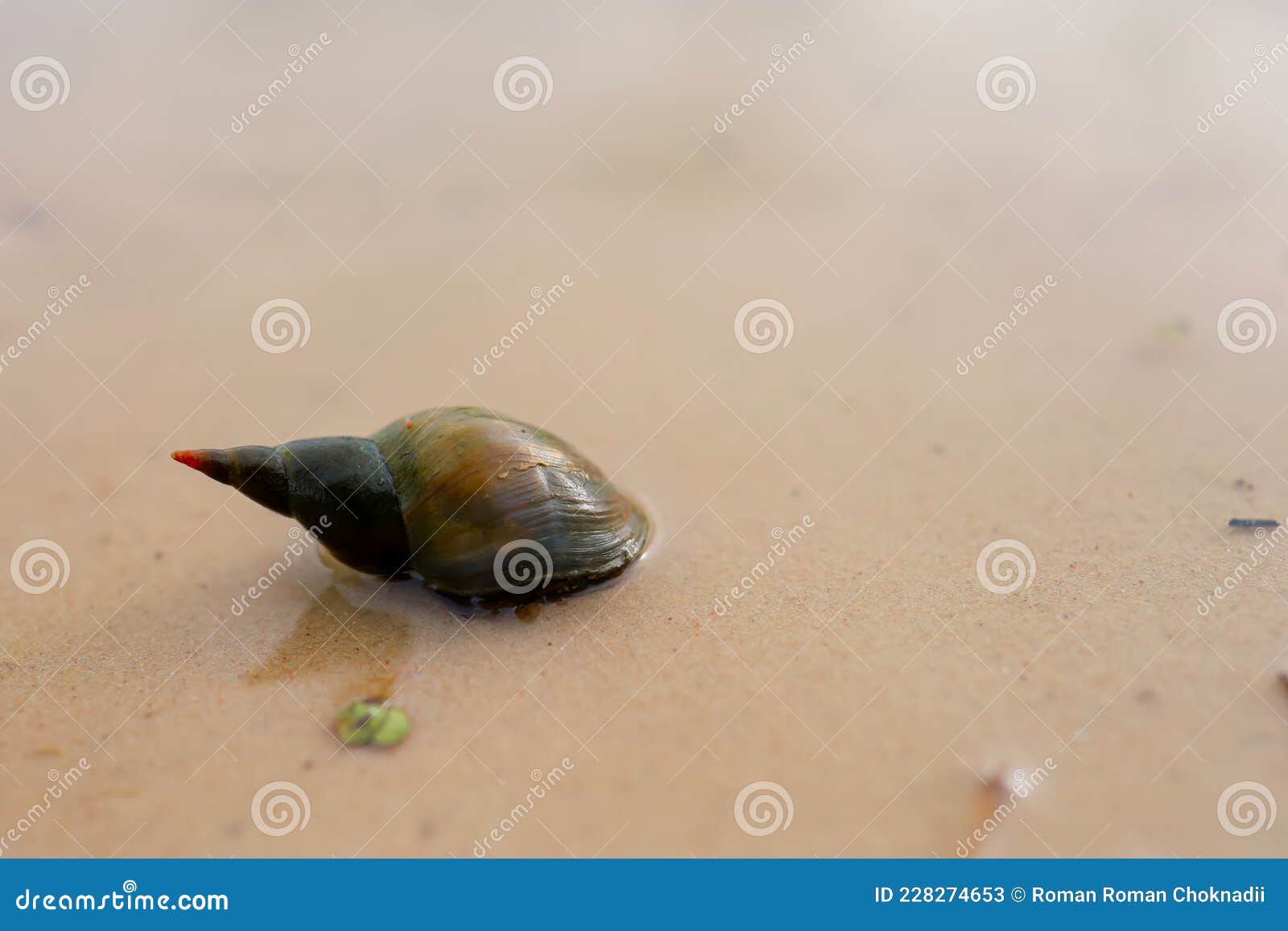 Snail with a Beautiful Shell Sits on a Lake with Sand Stock Image ...