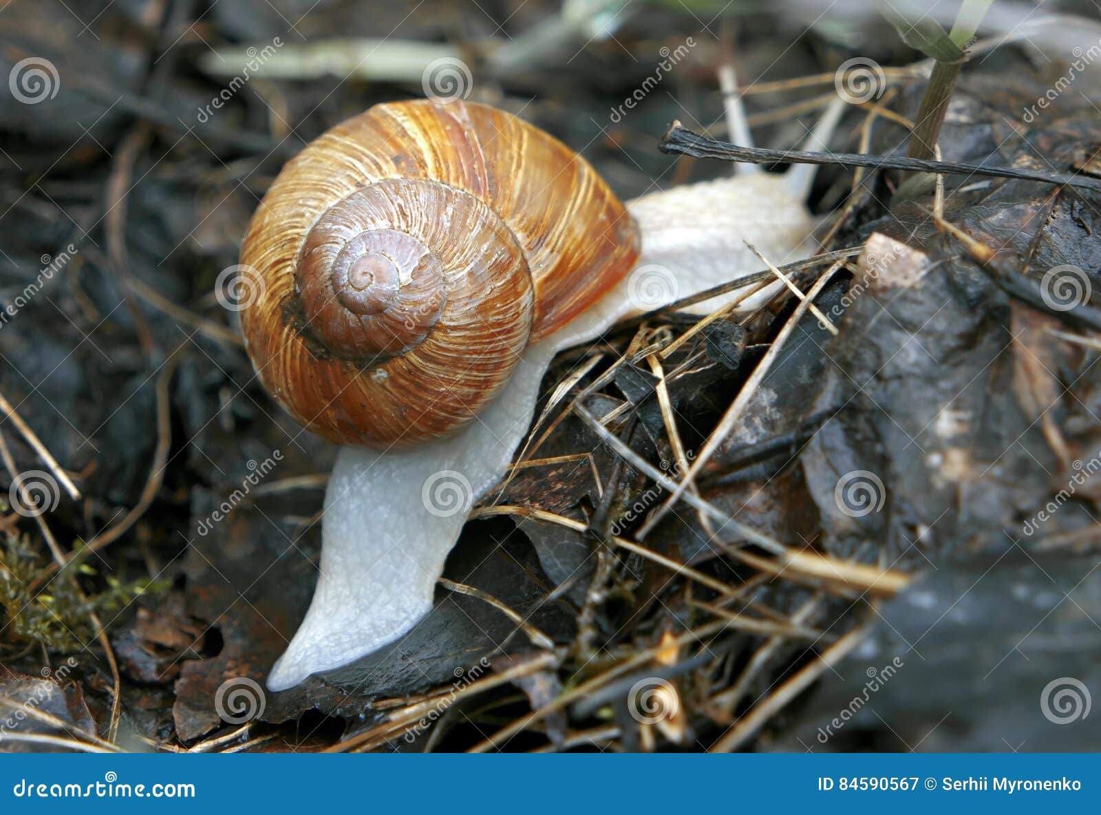 Snail with Beautifull Shell Stock Image - Image of leaf, moving: 84590567