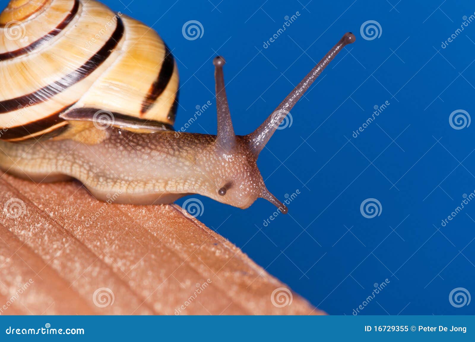 Snail on blue stock image. Image of looking, background - 16729355