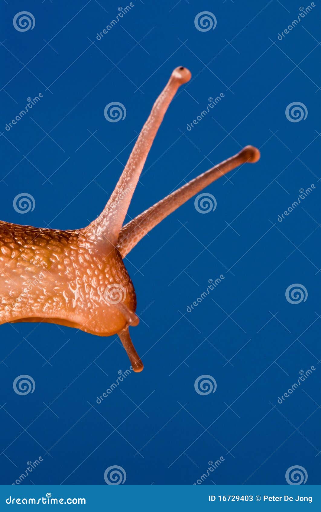 Snail on blue stock image. Image of background, looking - 16729403