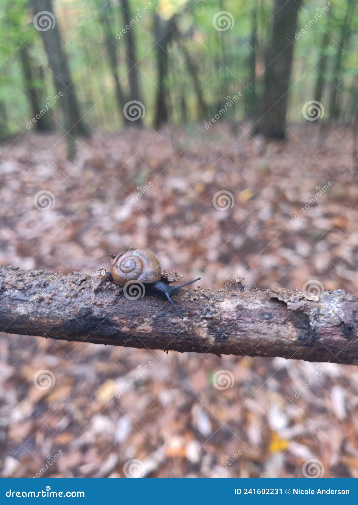Snail on Branch stock image. Image of reptile, grass - 241602231
