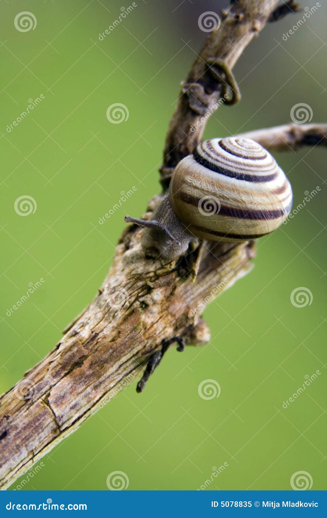 Snail on a branch stock image. Image of shell, motion - 5078835