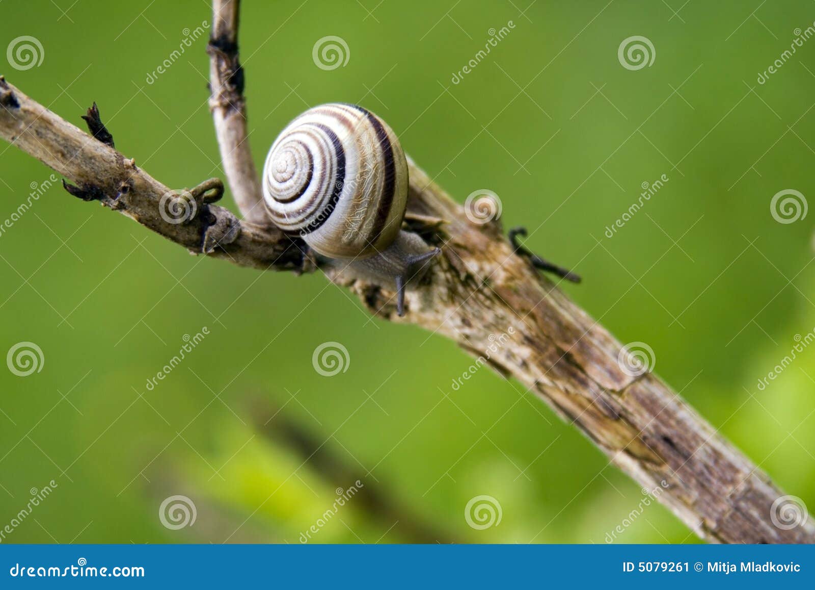 Snail on branch stock image. Image of nature, shell, closeup - 5079261