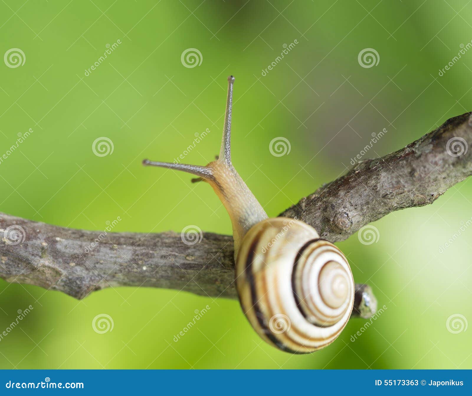 Snail on a branch stock image. Image of macro, invertebrate - 55173363
